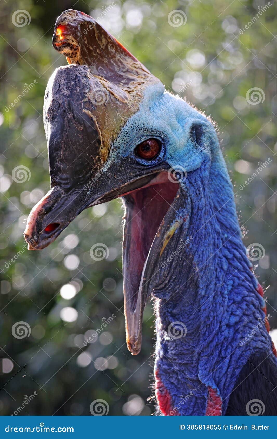 Southern Cassowary (Casuarius Casuarius) Stock Image - Image of feather ...