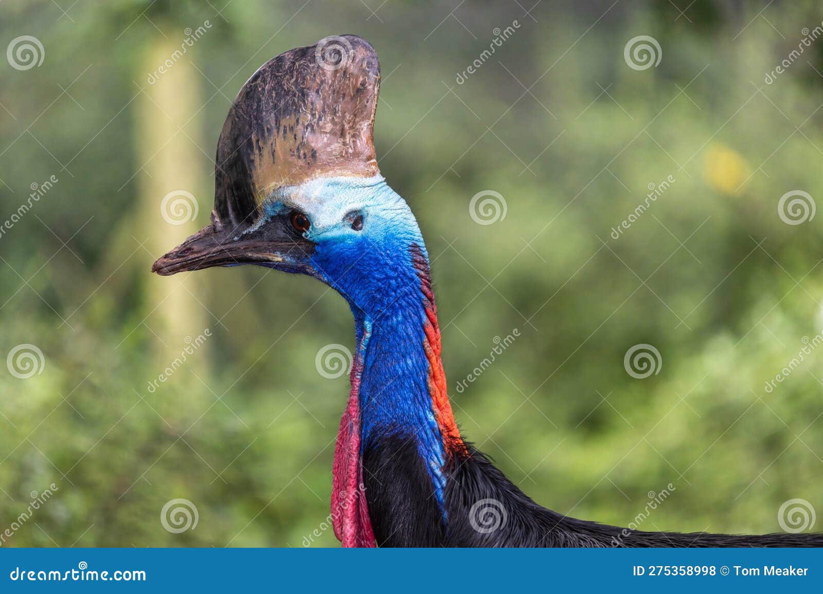 Southern Cassowary (casuarius Casuarius Stock Photo - Image of closeup ...