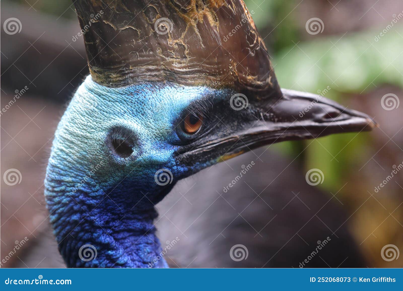 A Captive Cassowary Gazes Deeply Through The Enclosure, Its Vivid ...
