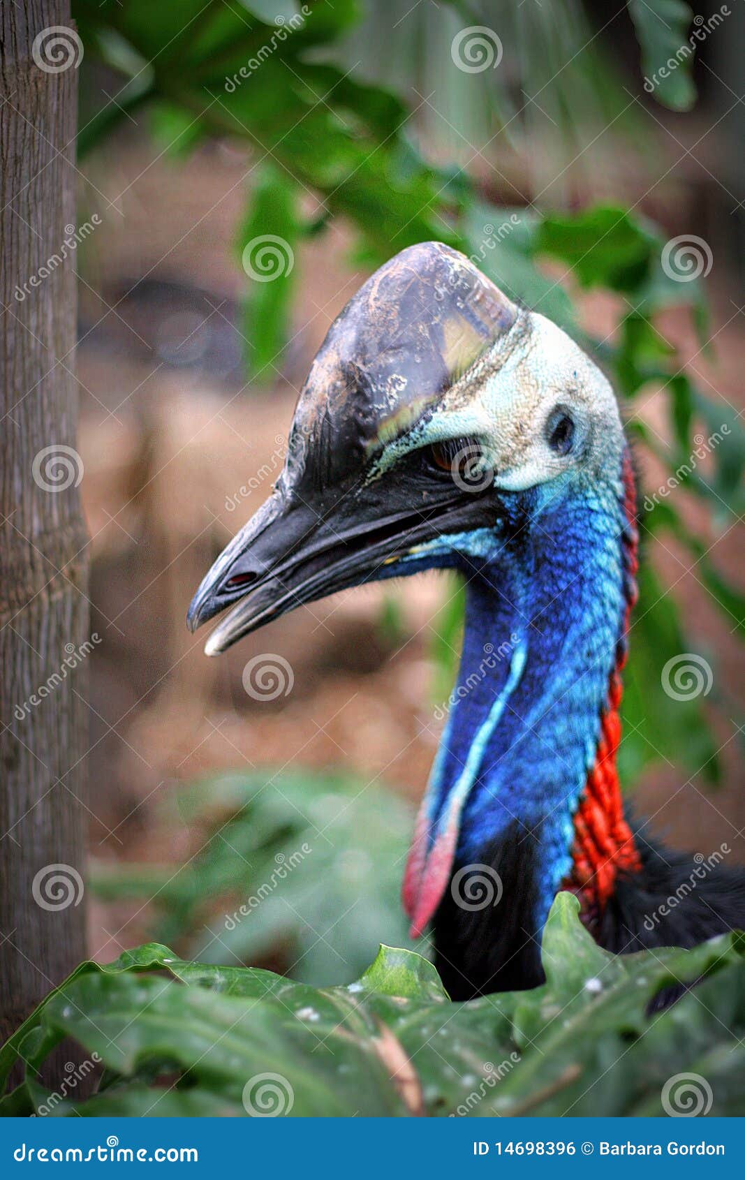 Southern Cassowary IMG_0058 Stock Photo - Image of southern, cassowary ...