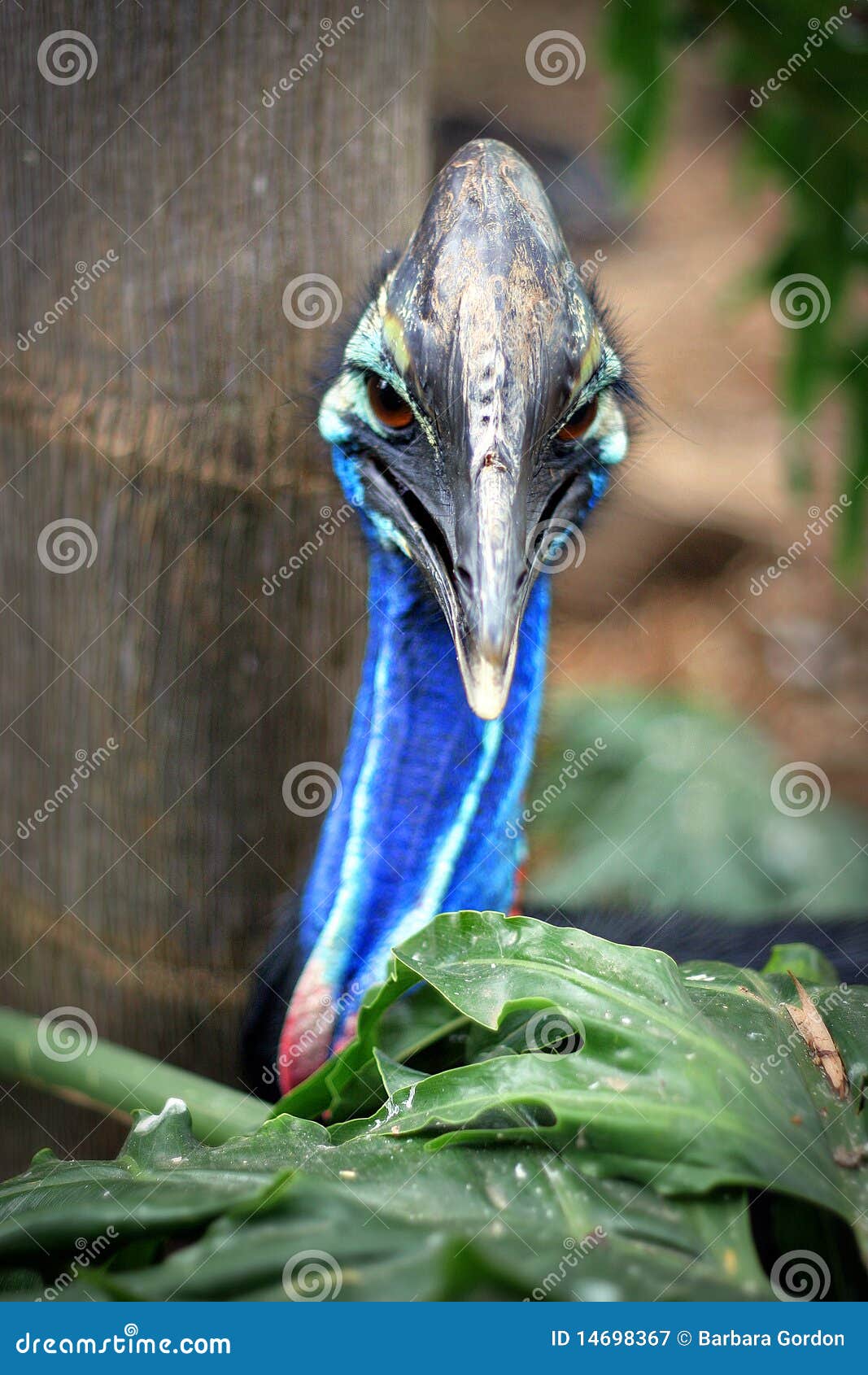 Southern Cassowary : Casuarius Casarius Bird Royalty-Free Stock Image ...