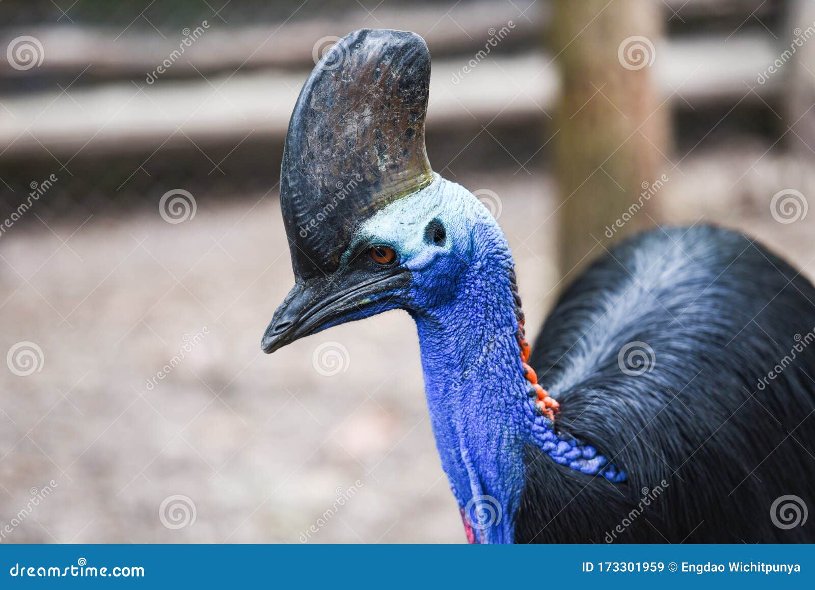 The Southern Cassowary is a Large Bird - Close Up Cassowaries Bird ...