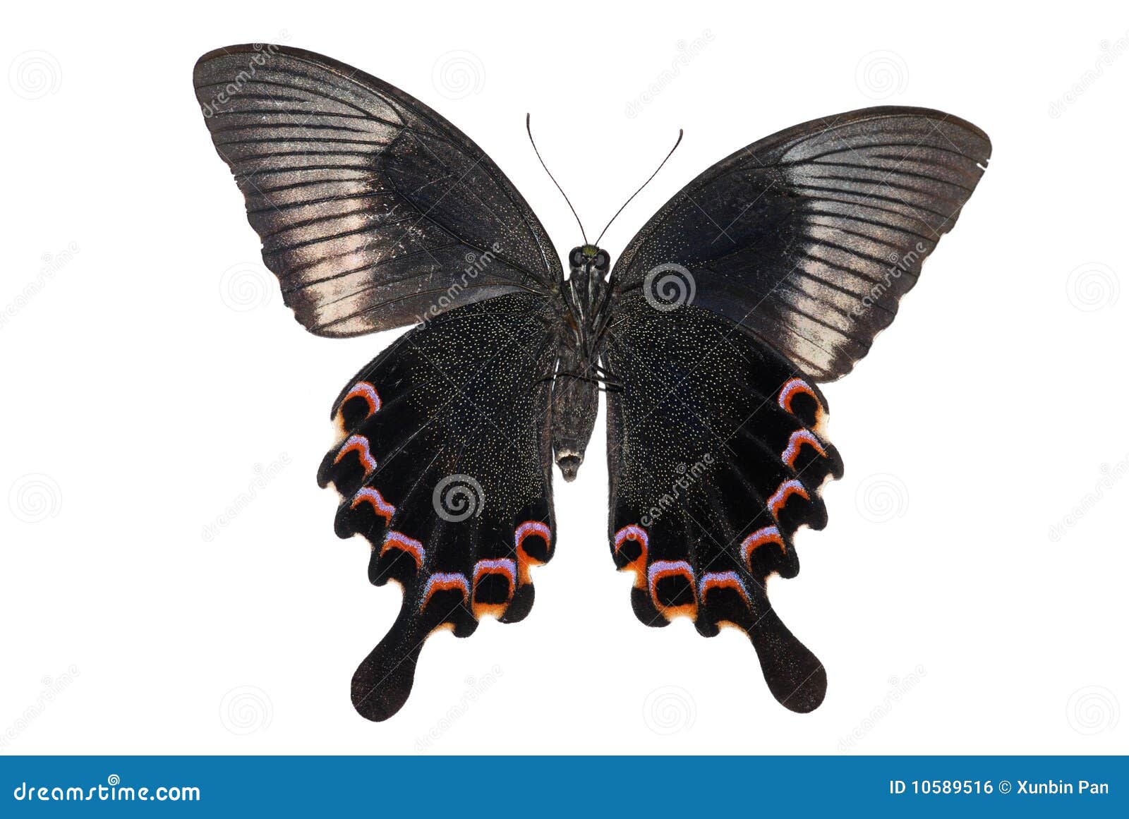 Southern Chinese Peacock Butterfly Stock Photo - Image of fall ...