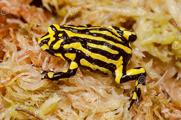 Southern Corroboree Frog stock photo. Image of colored - 188683624