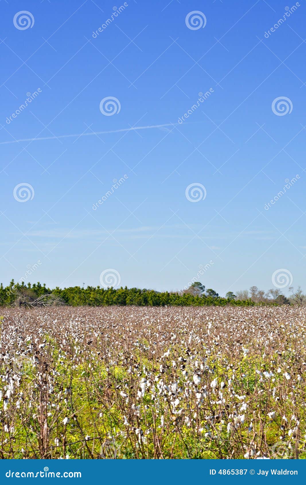 Southern Cotton Field stock image. Image of farming, fibers - 4865387