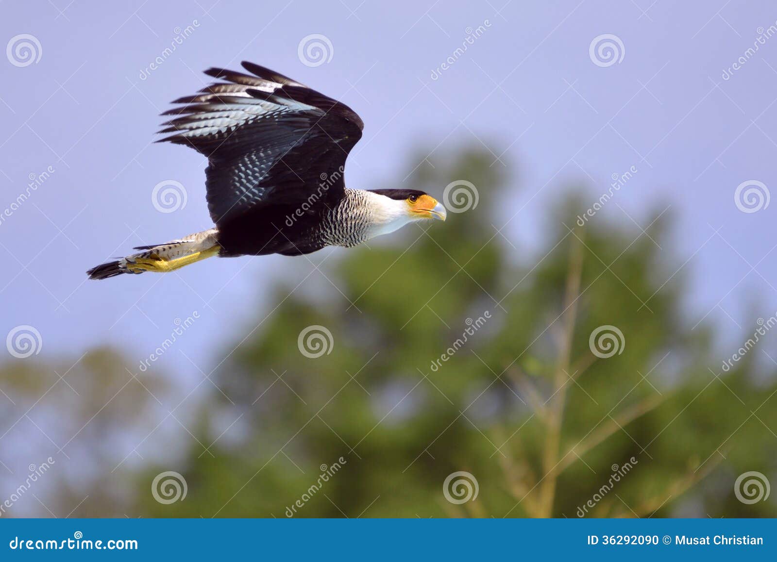 Southern Crested Caracara in Flight Stock Photo - Image of america ...