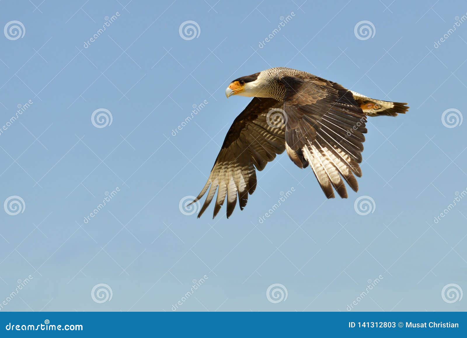 Crested Caracara Raptor Poses For Portrait While Standing On Tree Limb ...