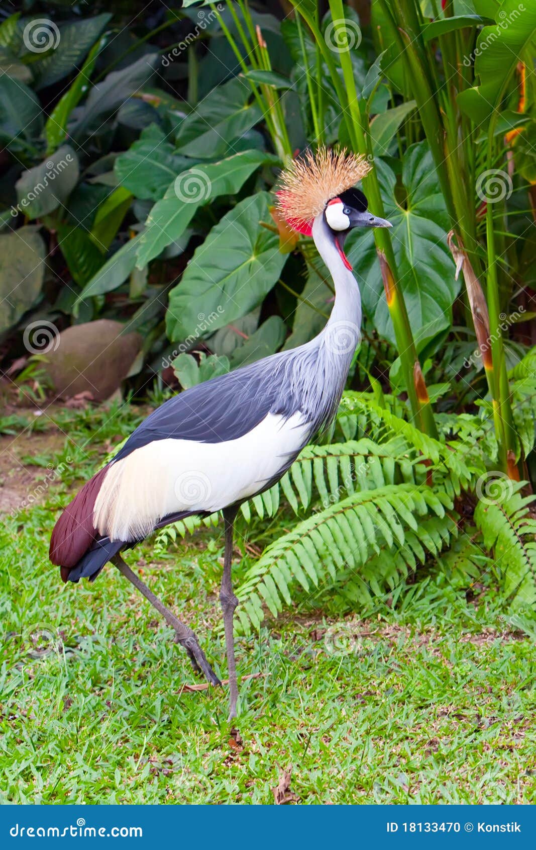Southern Crowned Grey Crane Stock Photo - Image of natural, wildlife ...