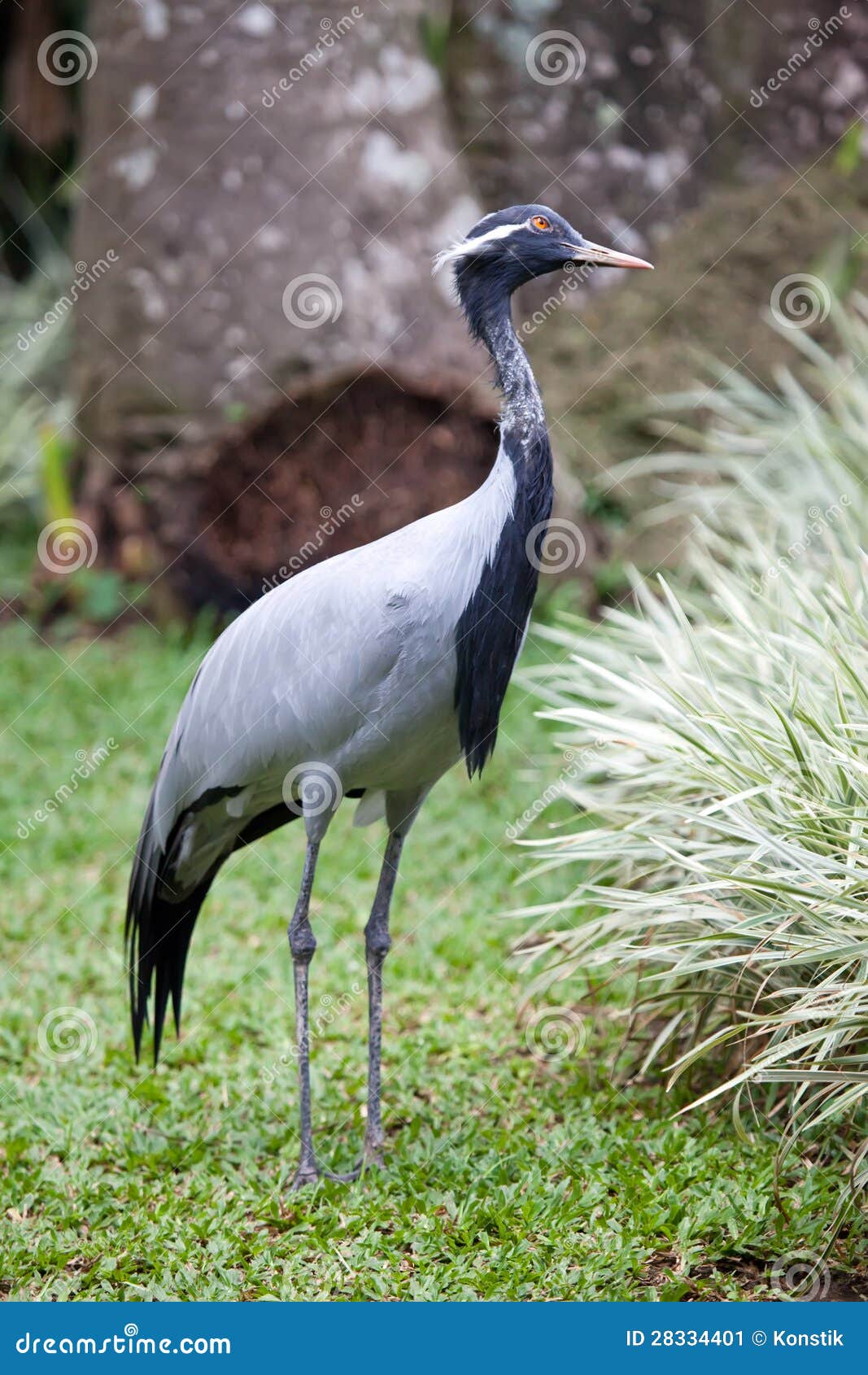 Southern Crowned Grey Crane Stock Image - Image of park, african: 28334401