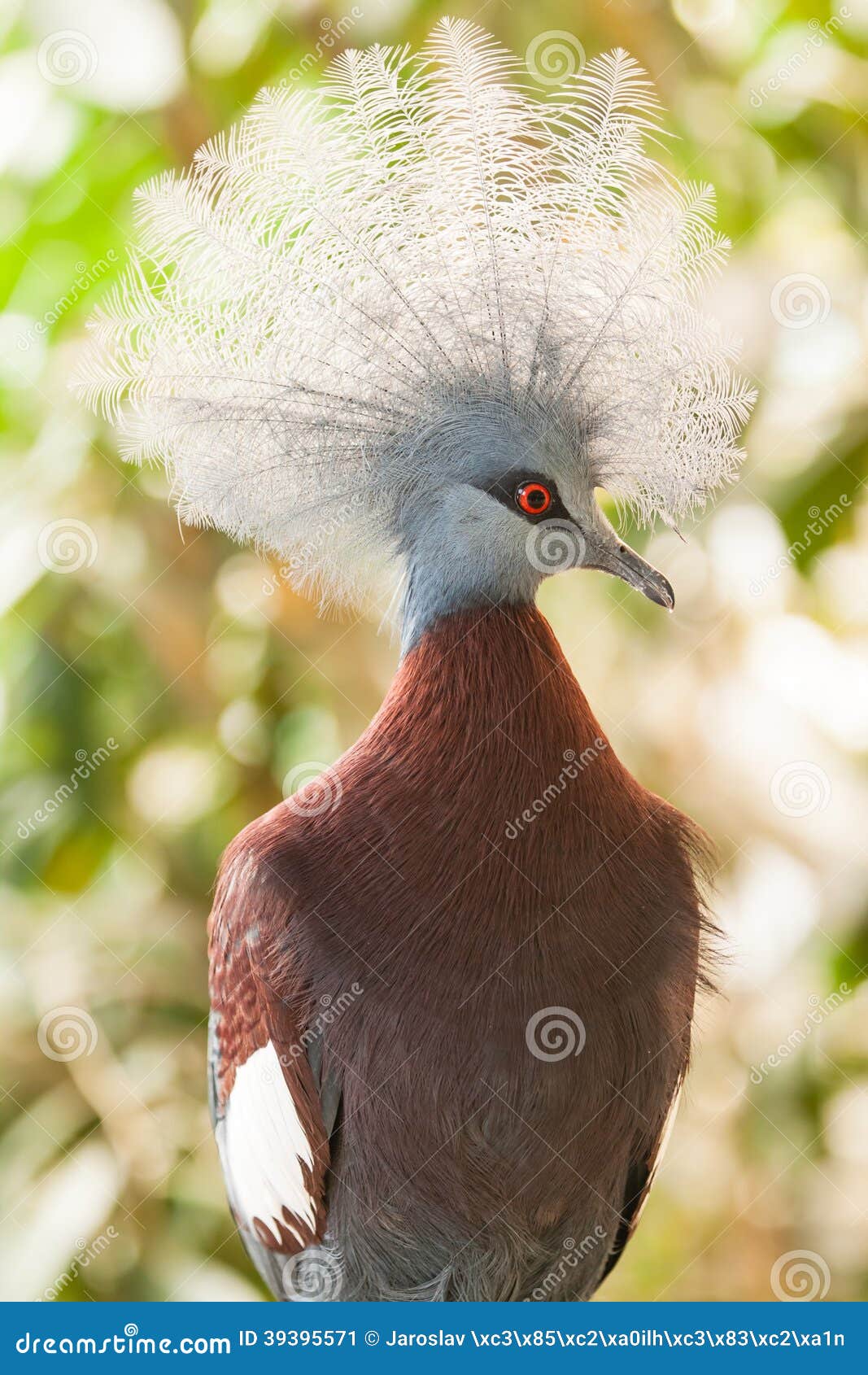 Southern Crowned-pigeon, Goura Scheepmakeri, Single Captive Stock Image ...