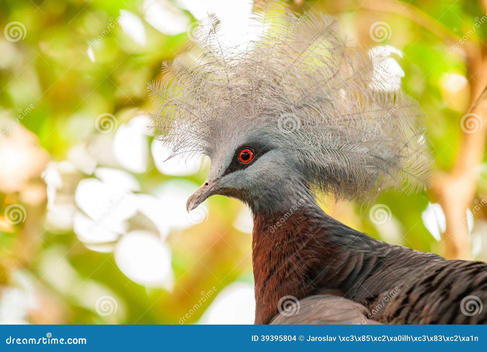 Southern Crowned-pigeon, Goura Scheepmakeri, Single Captive Stock Photo ...