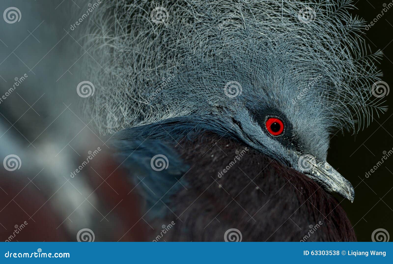 Southern Crowned Pingeon stock photo. Image of eyes, decoration - 63303538