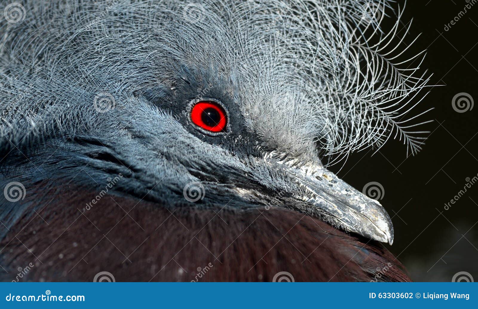 Southern Crowned Pingeon stock photo. Image of head, animals - 63303602