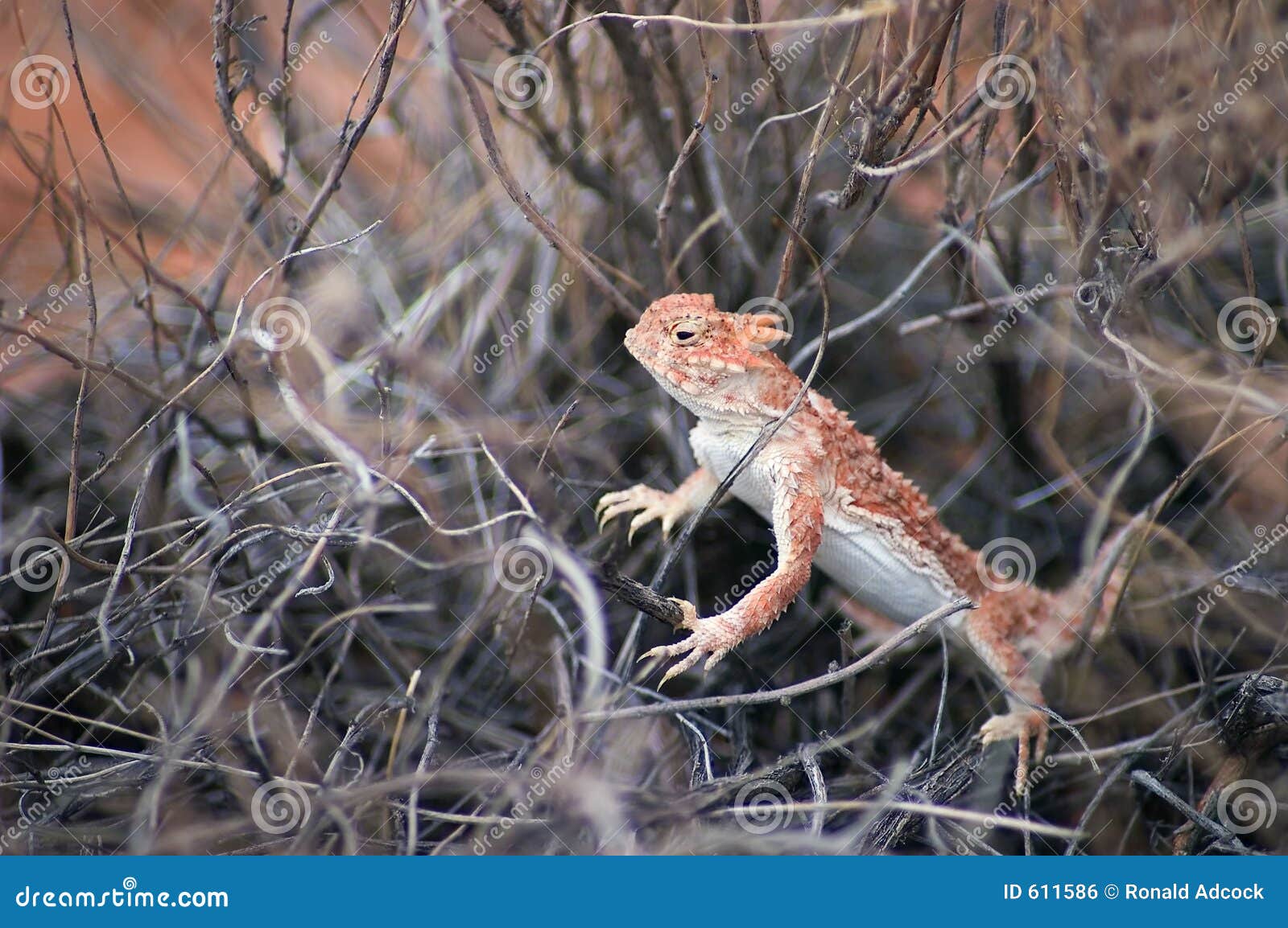 Desert Horned Lizard, Toads - Phrynosoma Platyrhinos Stock Photo ...