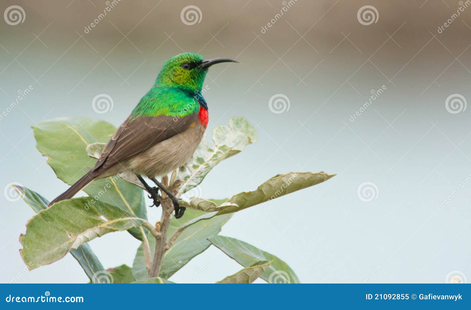 Royalty Free Images, Cartoons, Illustrations And Photos Designed By ...