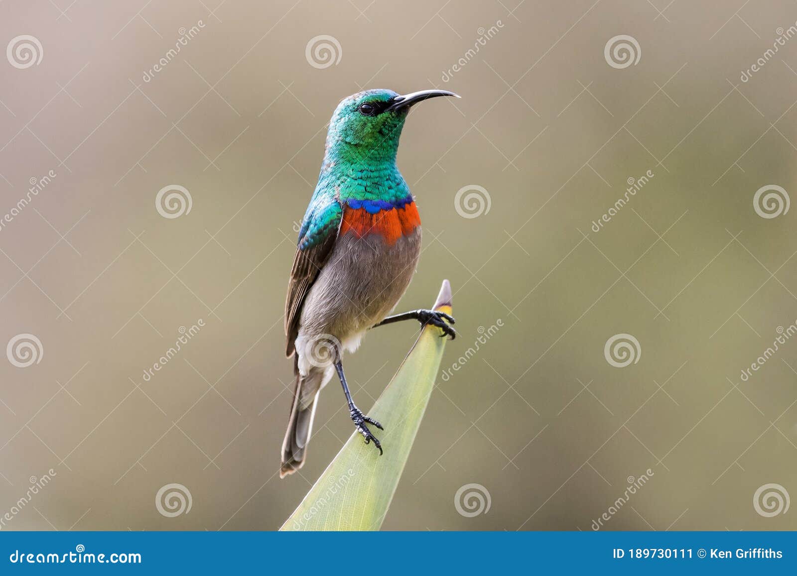 Southern Double-collard Sunbird Stock Image - Image of wildlife ...
