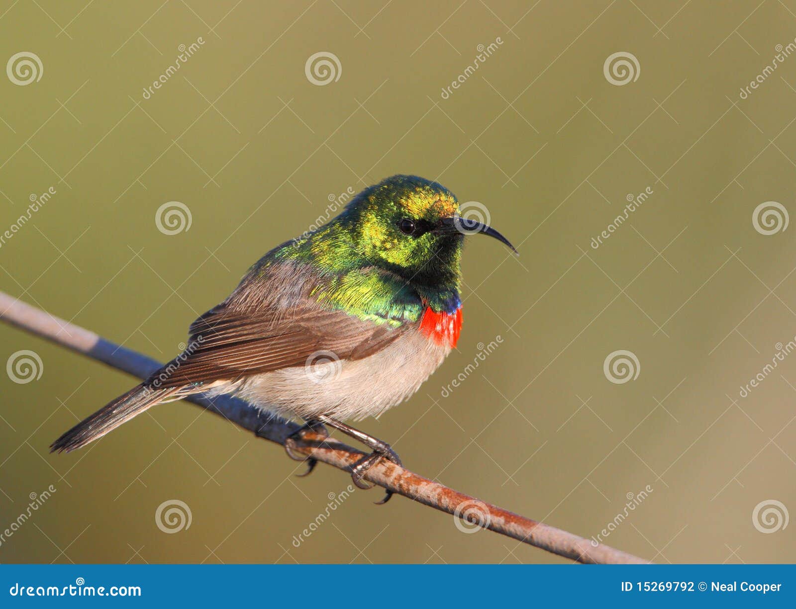 Southern Double-collared Sunbird Stock Photo - Image of collared ...