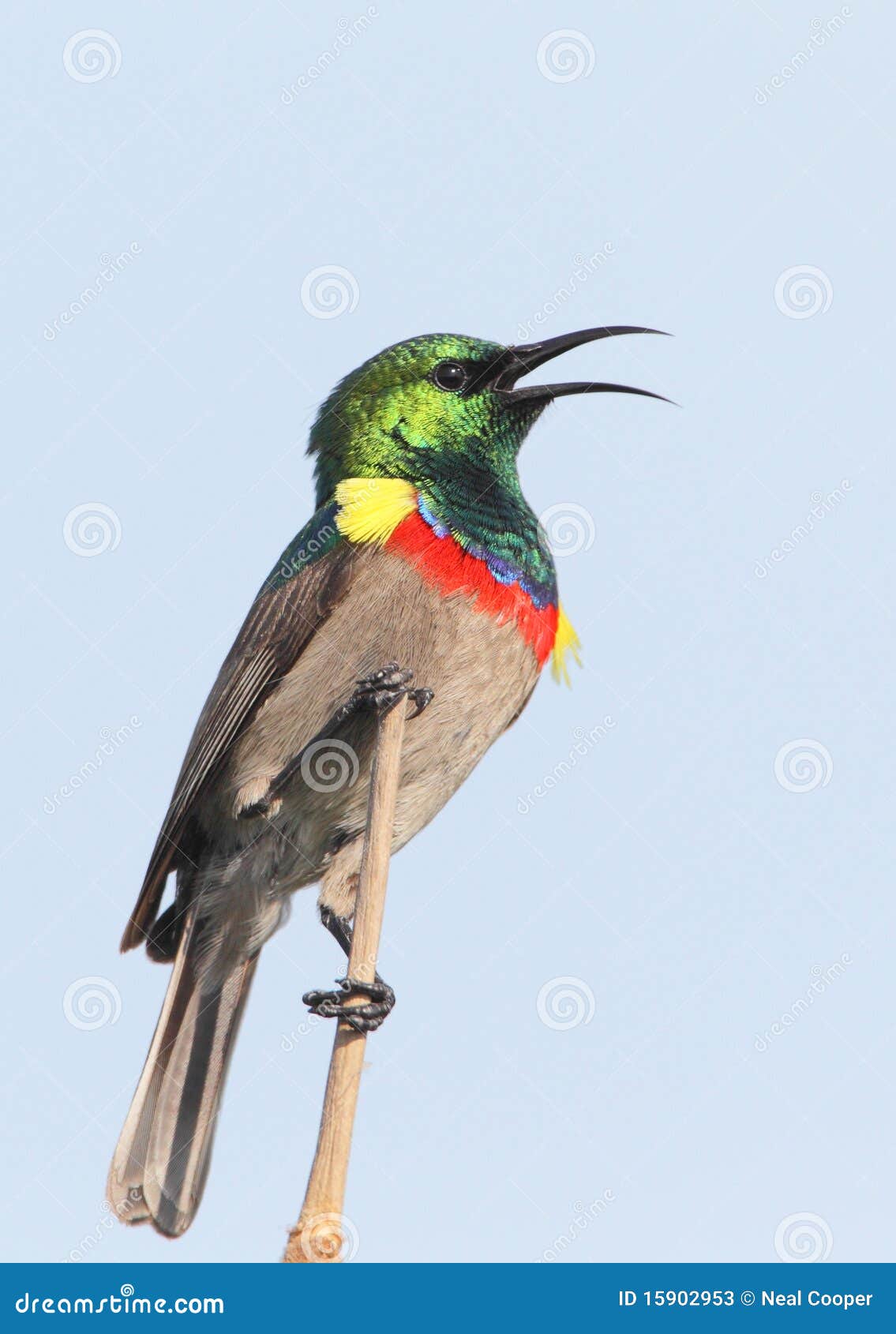 Southern Double-collared Sunbird Stock Image - Image of african, hunter ...