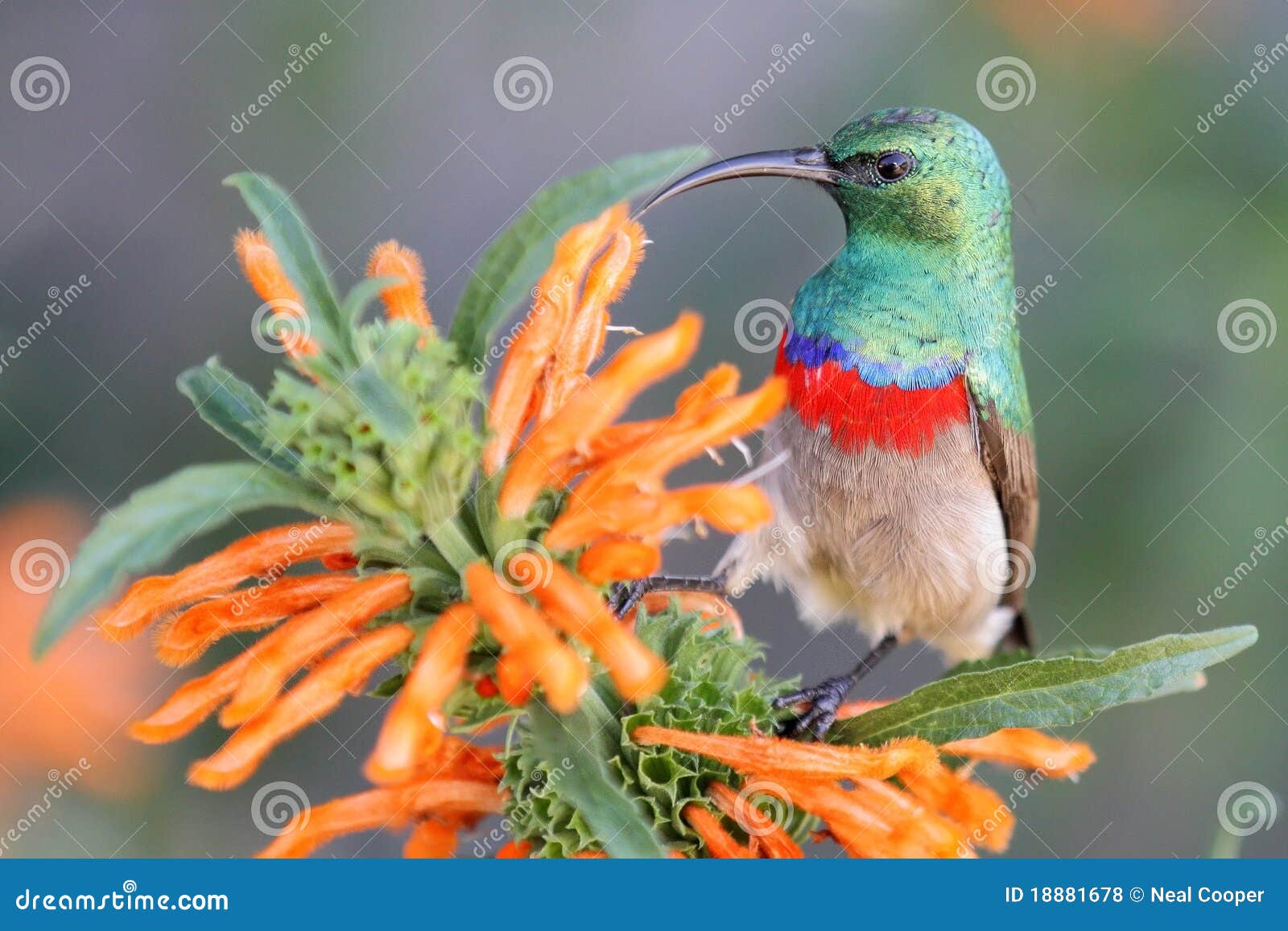 Southern Double-collared Sunbird Stock Photo - Image of fynbos, south ...
