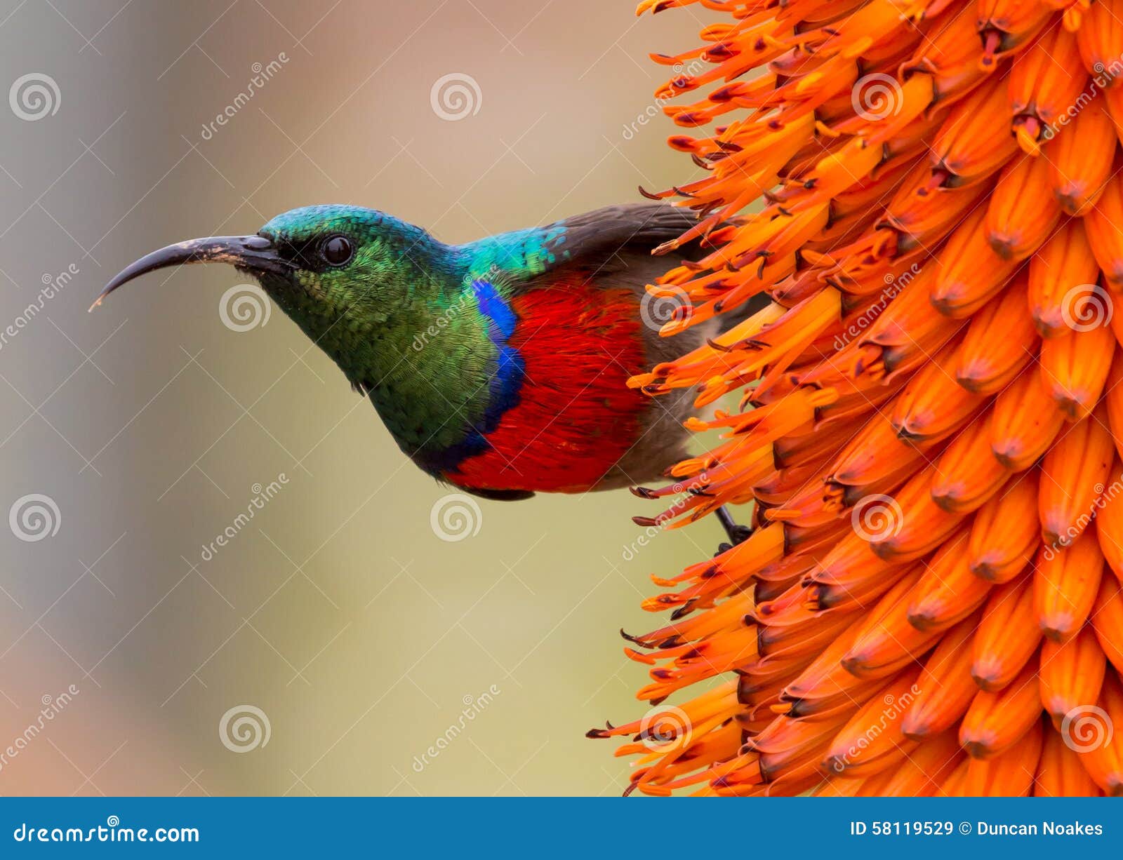 Collared Sunbird Royalty-Free Stock Image | CartoonDealer.com #20366782