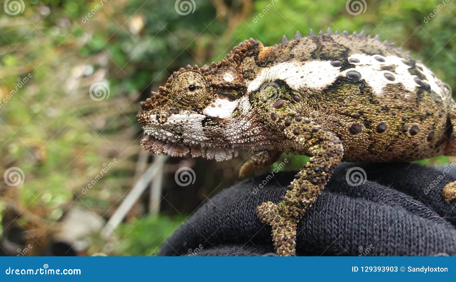 Southern Dwarf Chameleon Side View. Stock Image - Image of lizards ...