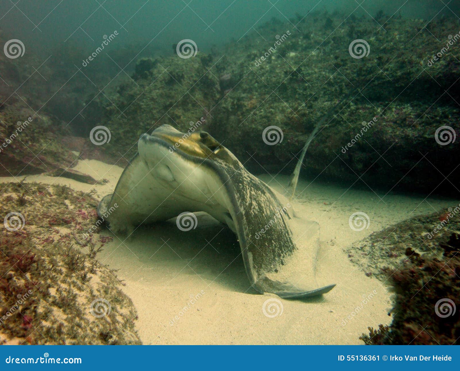 Southern Eagle Ray stock image. Image of myliobatis, southern - 55136361