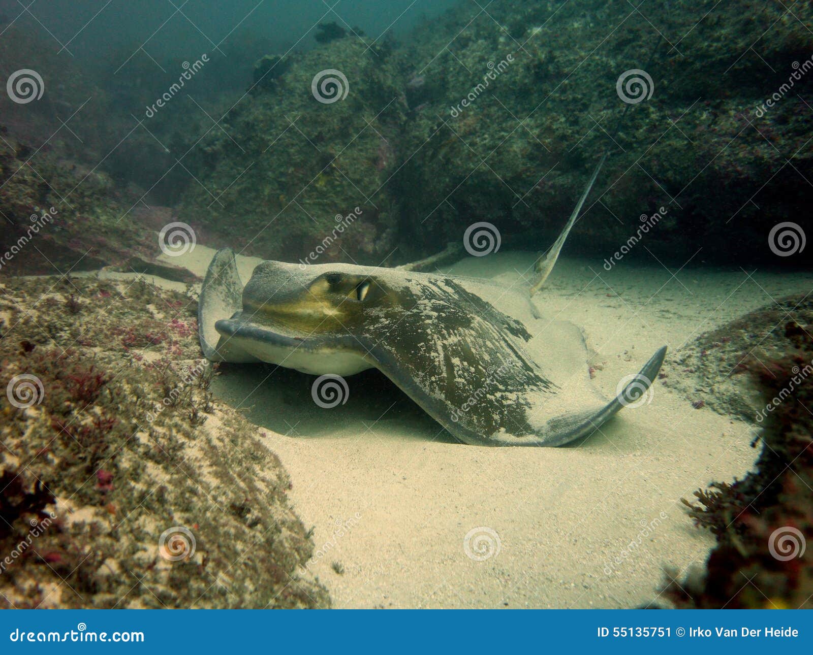 Southern Eagle Ray stock image. Image of sand, underwater - 55135751