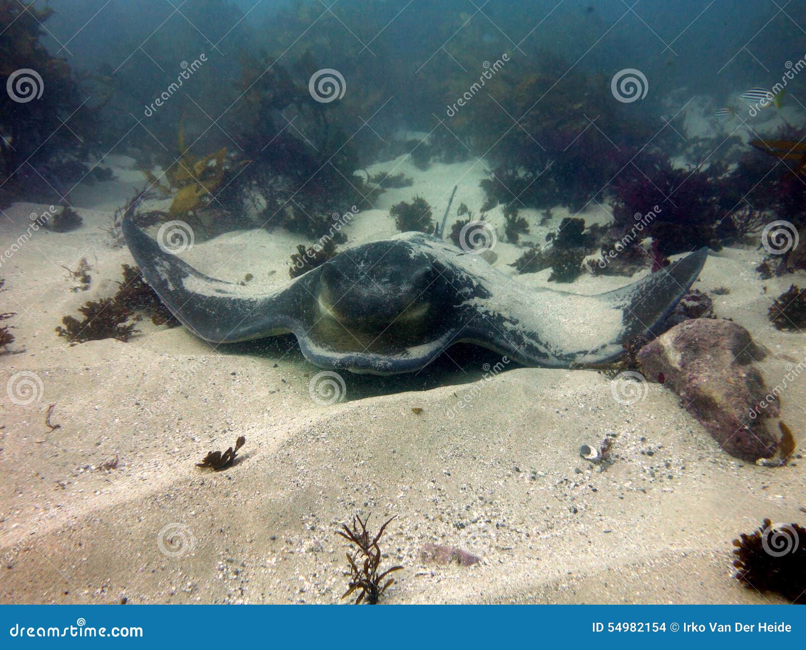 Southern Eagle Ray stock photo. Image of australia, sand - 54982154