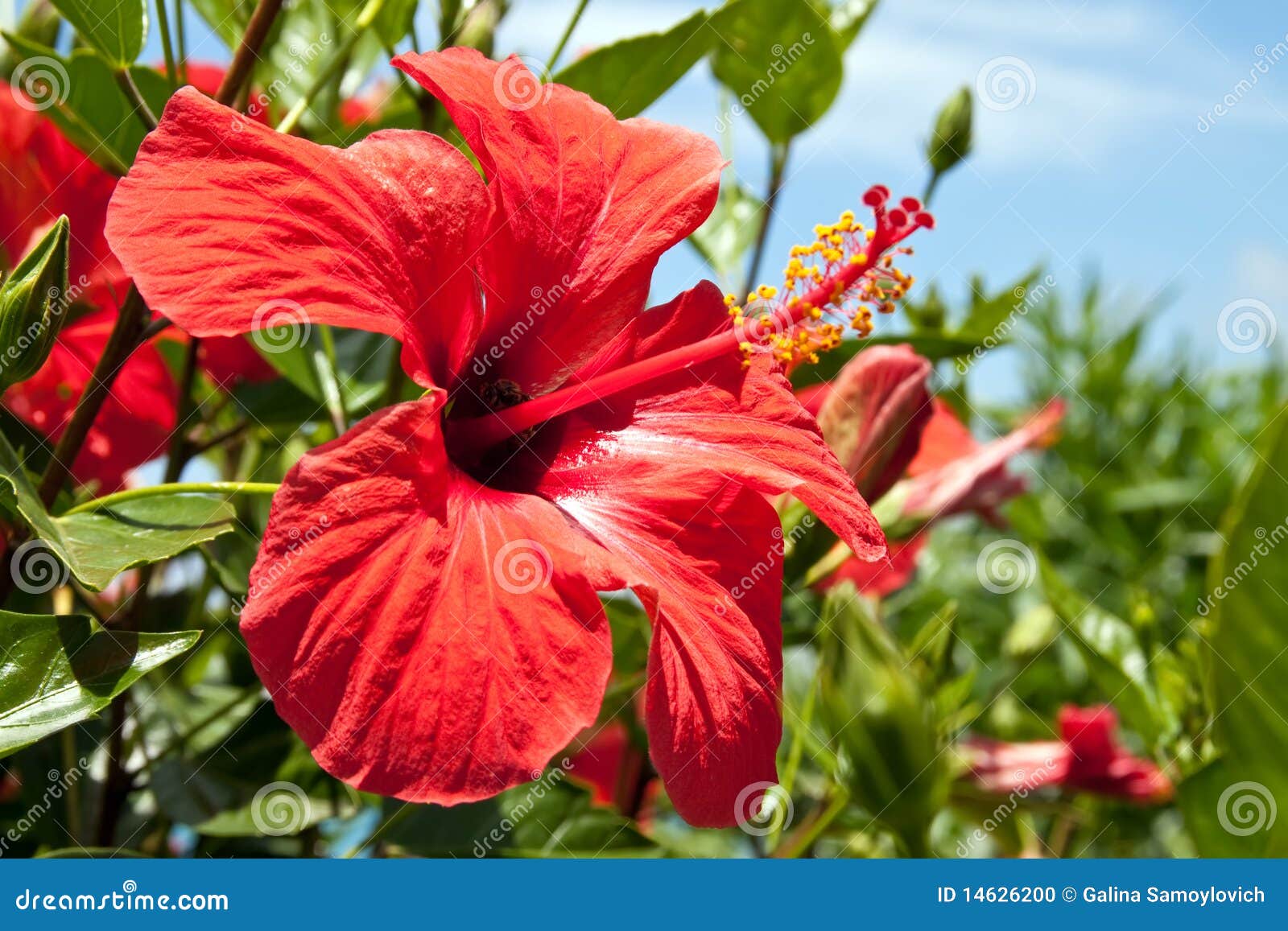 Southern flower stock photo. Image of flower, grow, park - 14626200
