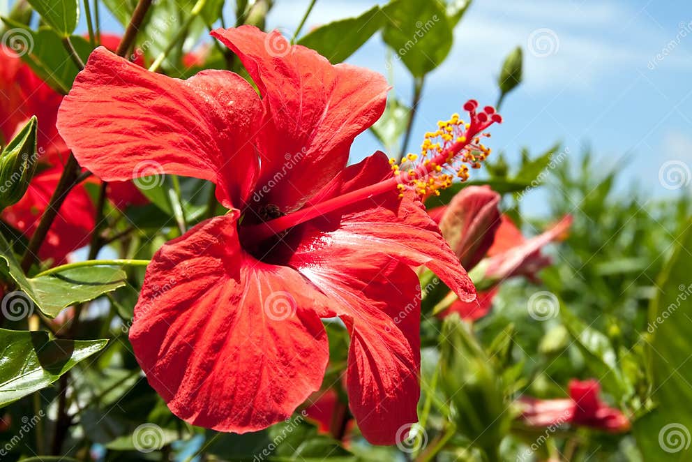Southern flower stock photo. Image of flower, grow, park - 14626200