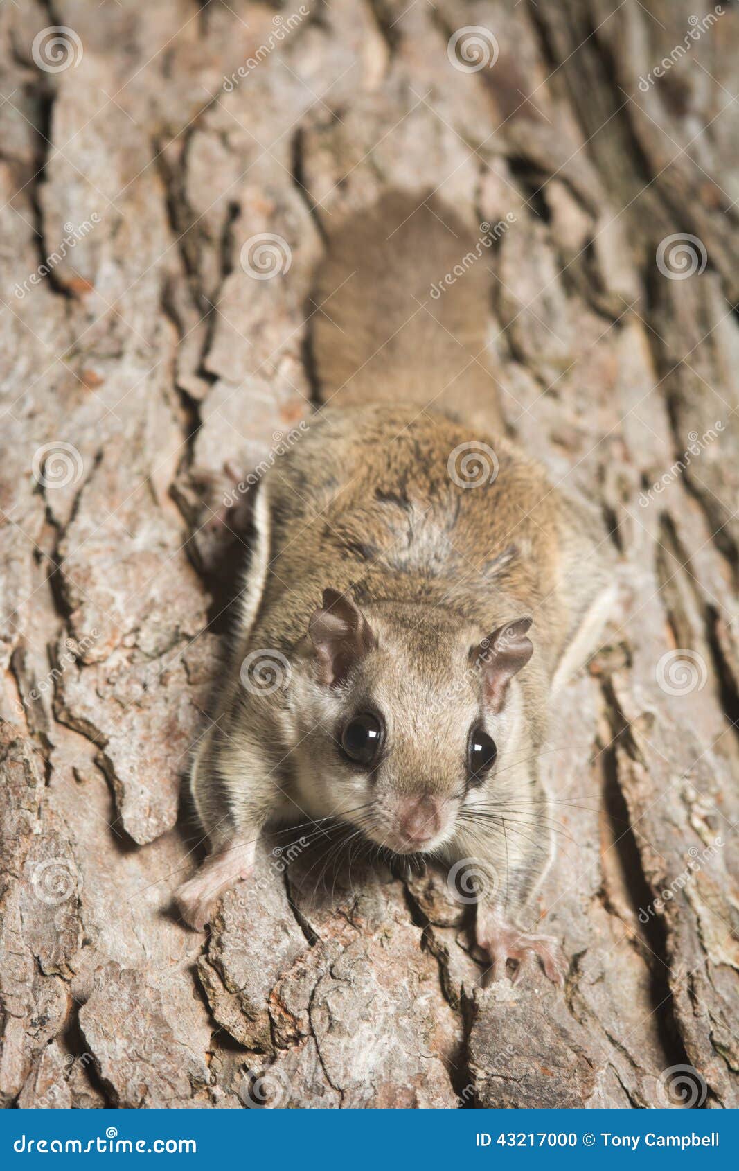 Southern Flying Squirrel stock photo. Image of southern - 43217000