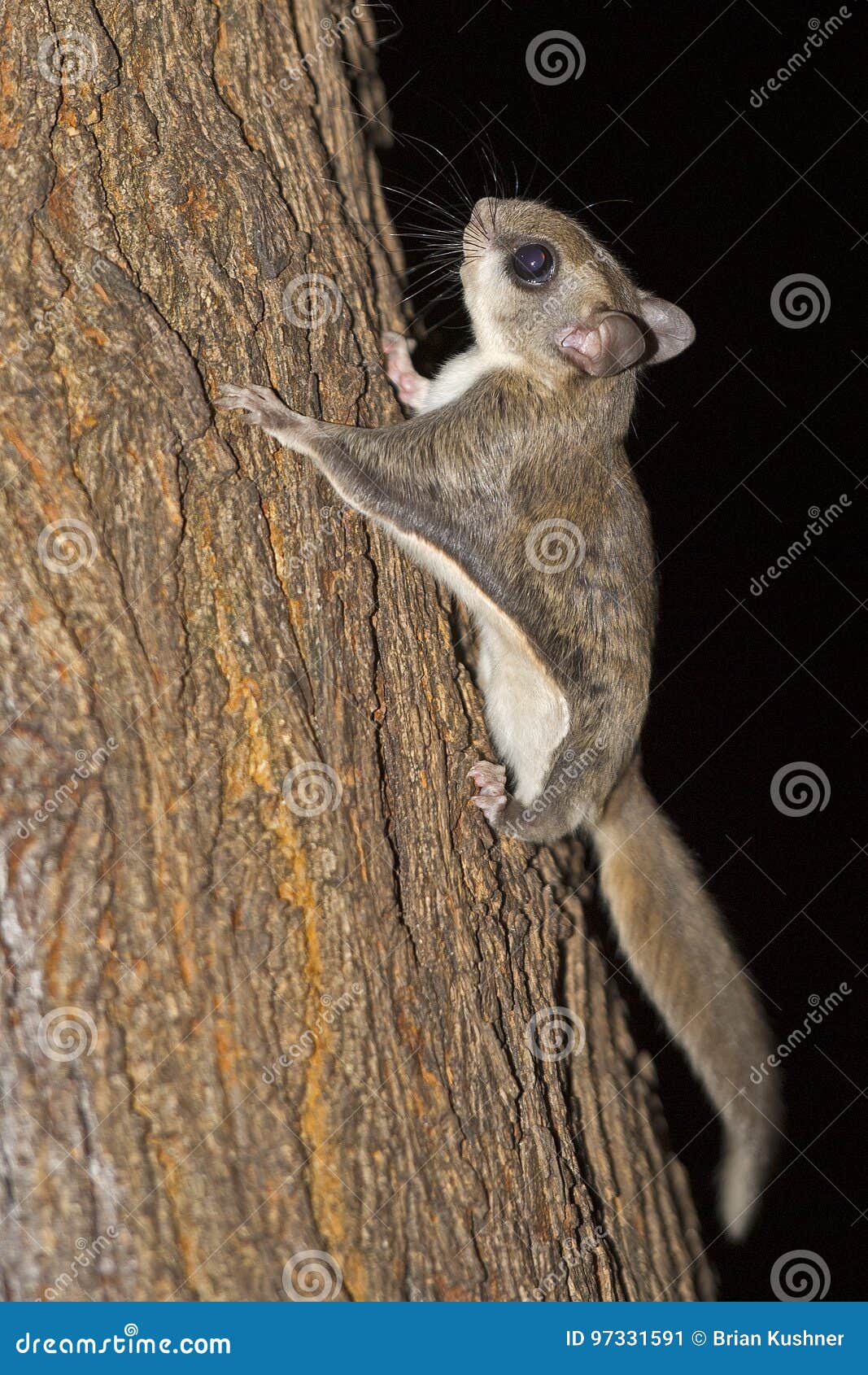 Southern Flying Squirrel Royalty-Free Stock Photo | CartoonDealer.com ...