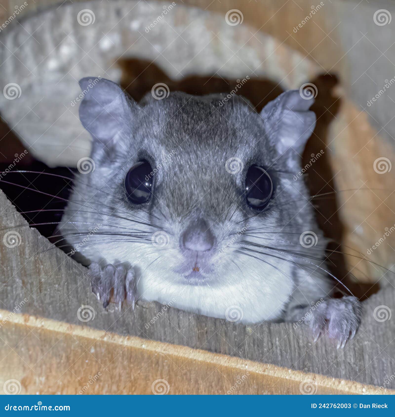 Wild Chinchillas Flying
