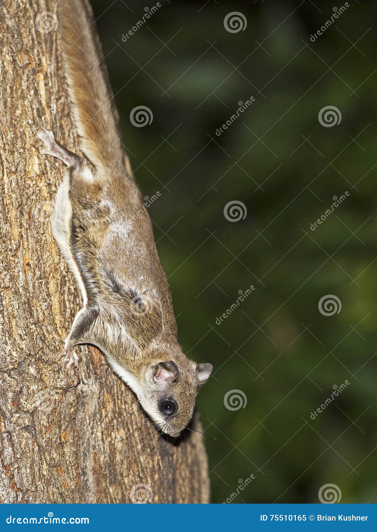 Southern Flying Squirrel Royalty-Free Stock Photo | CartoonDealer.com ...