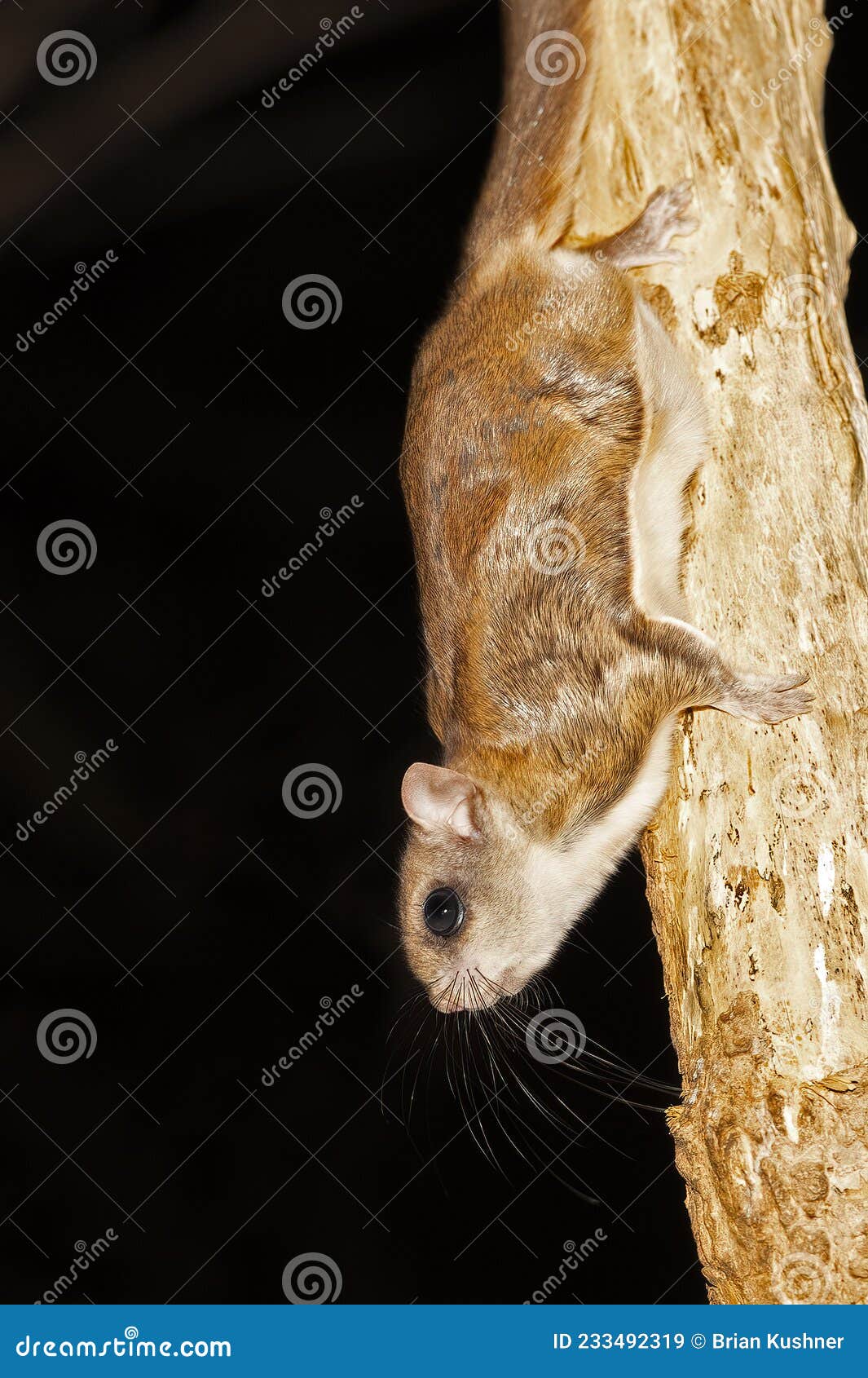 Southern Flying Squirrel in a Tree Stock Image - Image of mammal ...