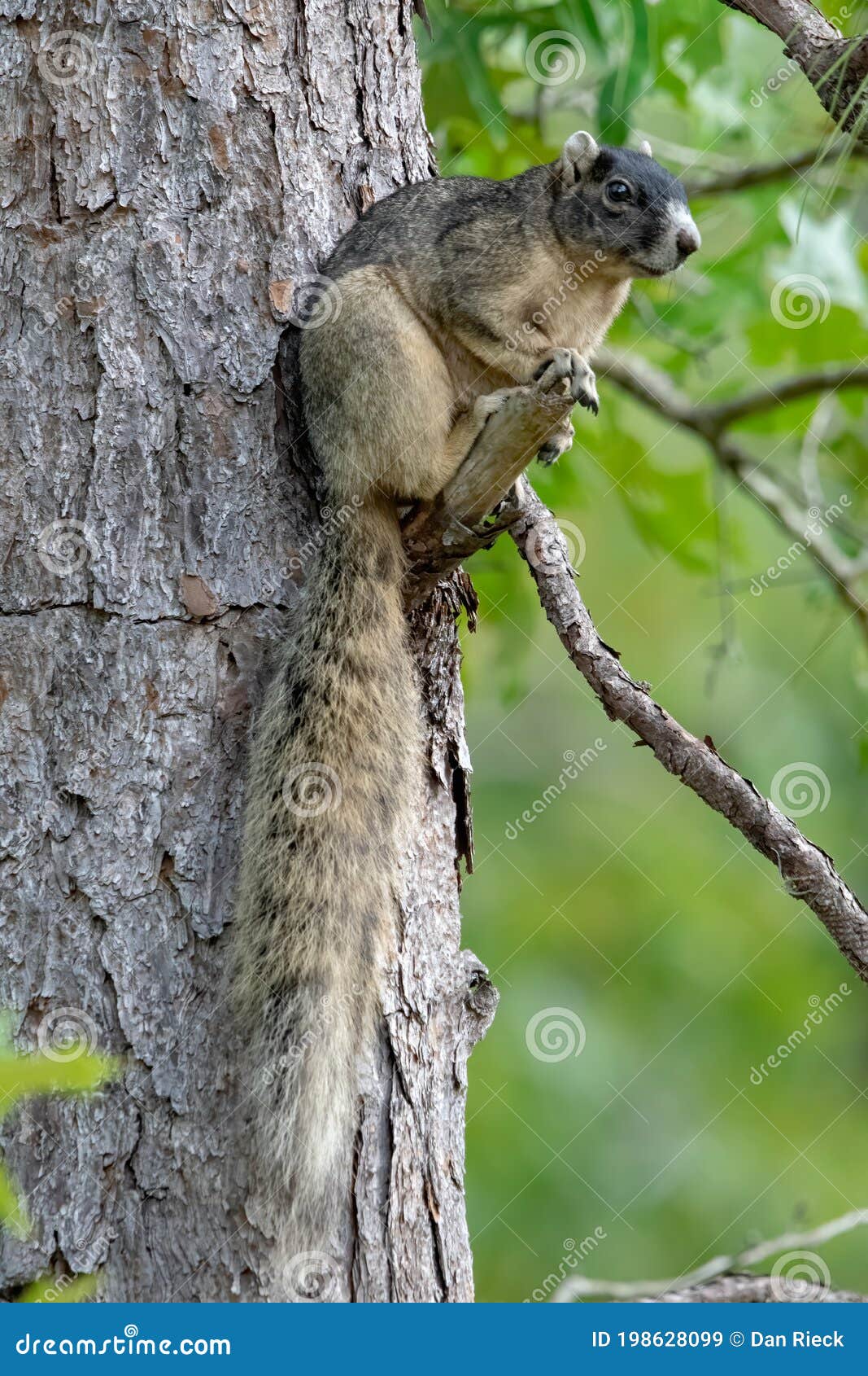 Southern Fox Squirrel on Long Leaf Pine Tree Stock Image - Image of ...