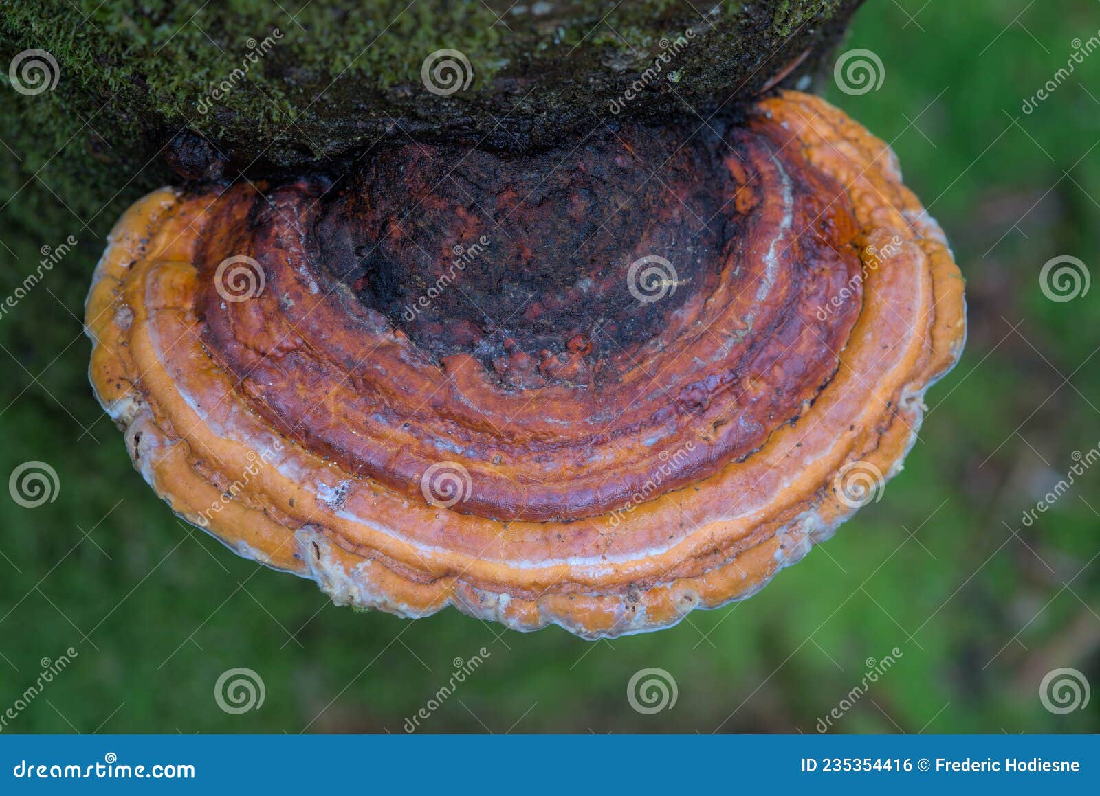 Southern Ganoderma Ganoderma Australe Woodland Fungus Stock Photo ...