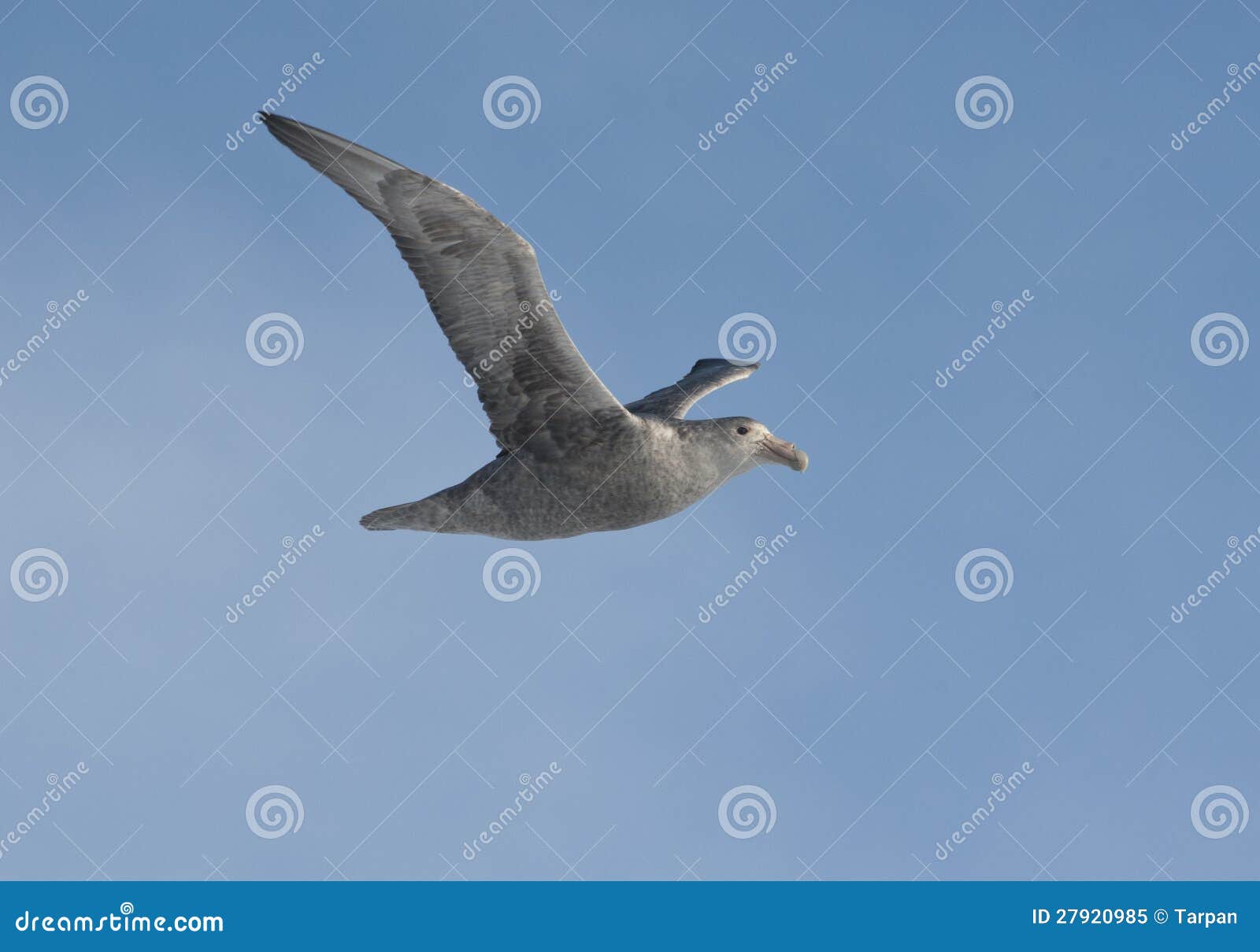 Southern Giant Petrel Flying In The Skies Of Antarctica Royalty-Free ...