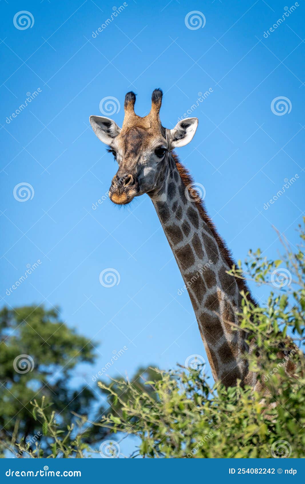 Southern Giraffe Looks Over Bush in Sunshine Stock Photo - Image of ...