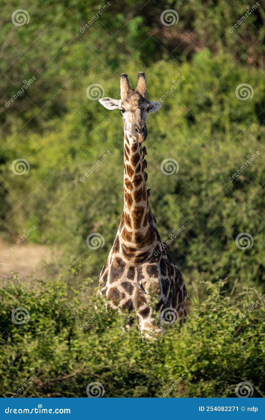 Southern Giraffe Stands Behind Bush Facing Camera Stock Image - Image ...