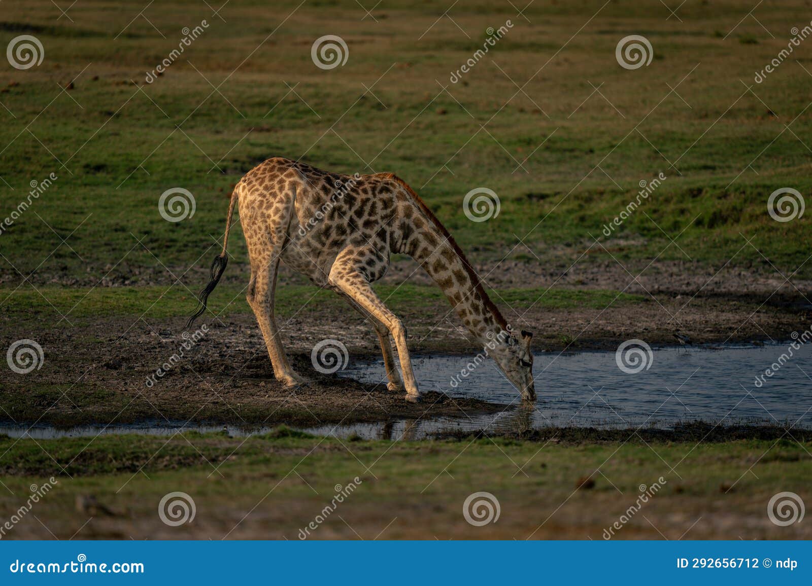 Southern Giraffe Stands Drinking from Shallow Pool Stock Photo - Image ...