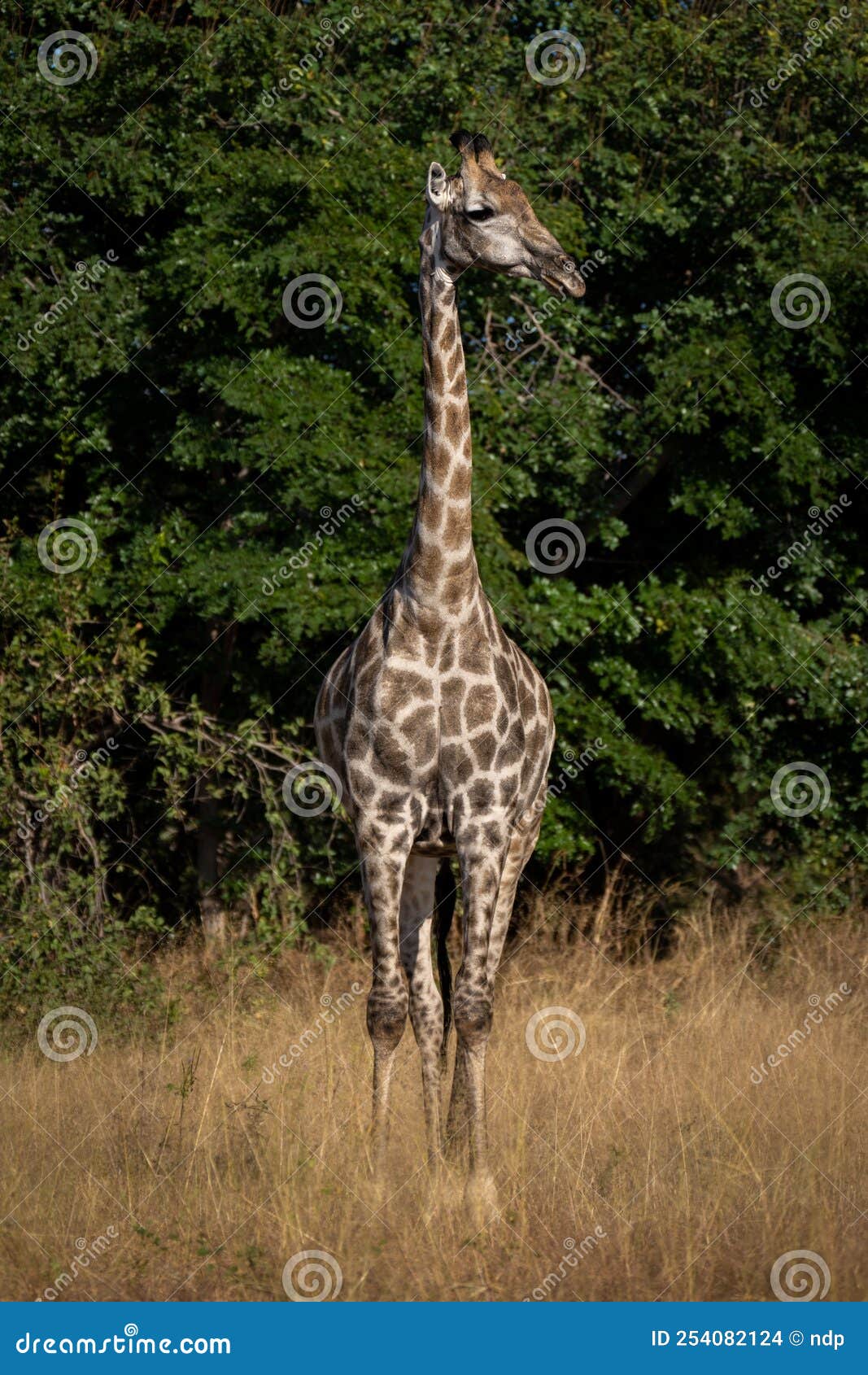 Southern Giraffe Stands Facing Camera Turning Head Stock Photo - Image ...