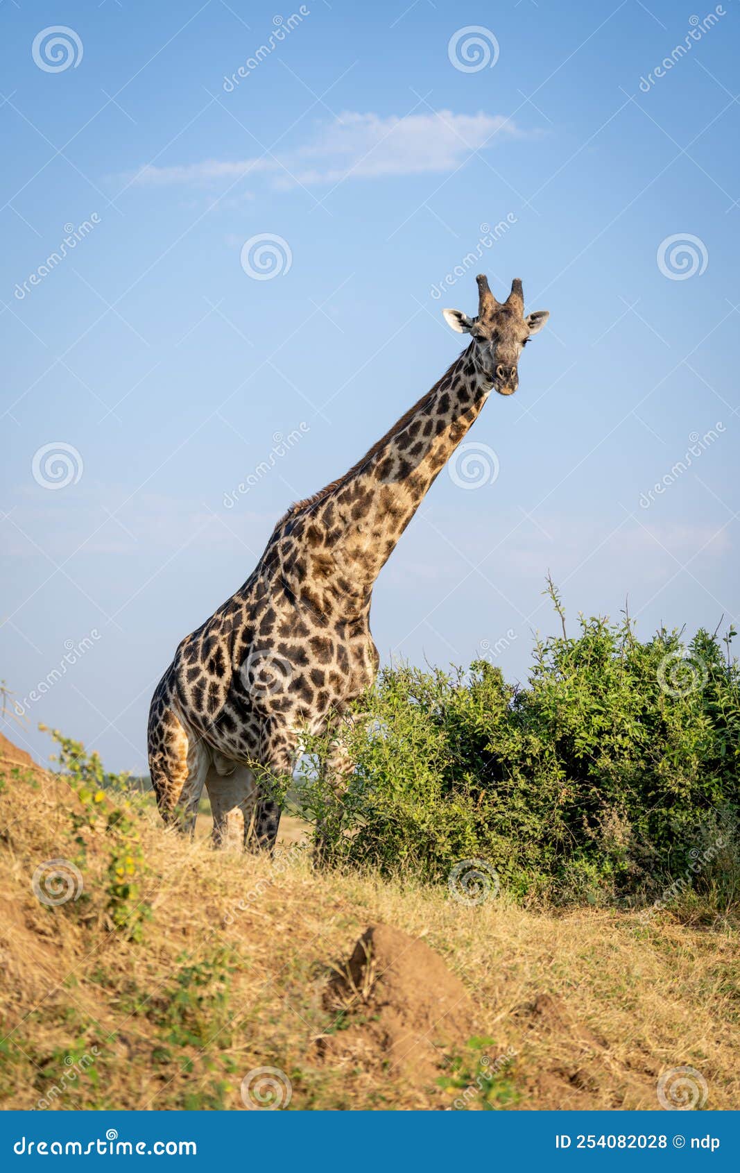 Southern Giraffe Stands on Horizon Watching Camera Stock Photo - Image ...