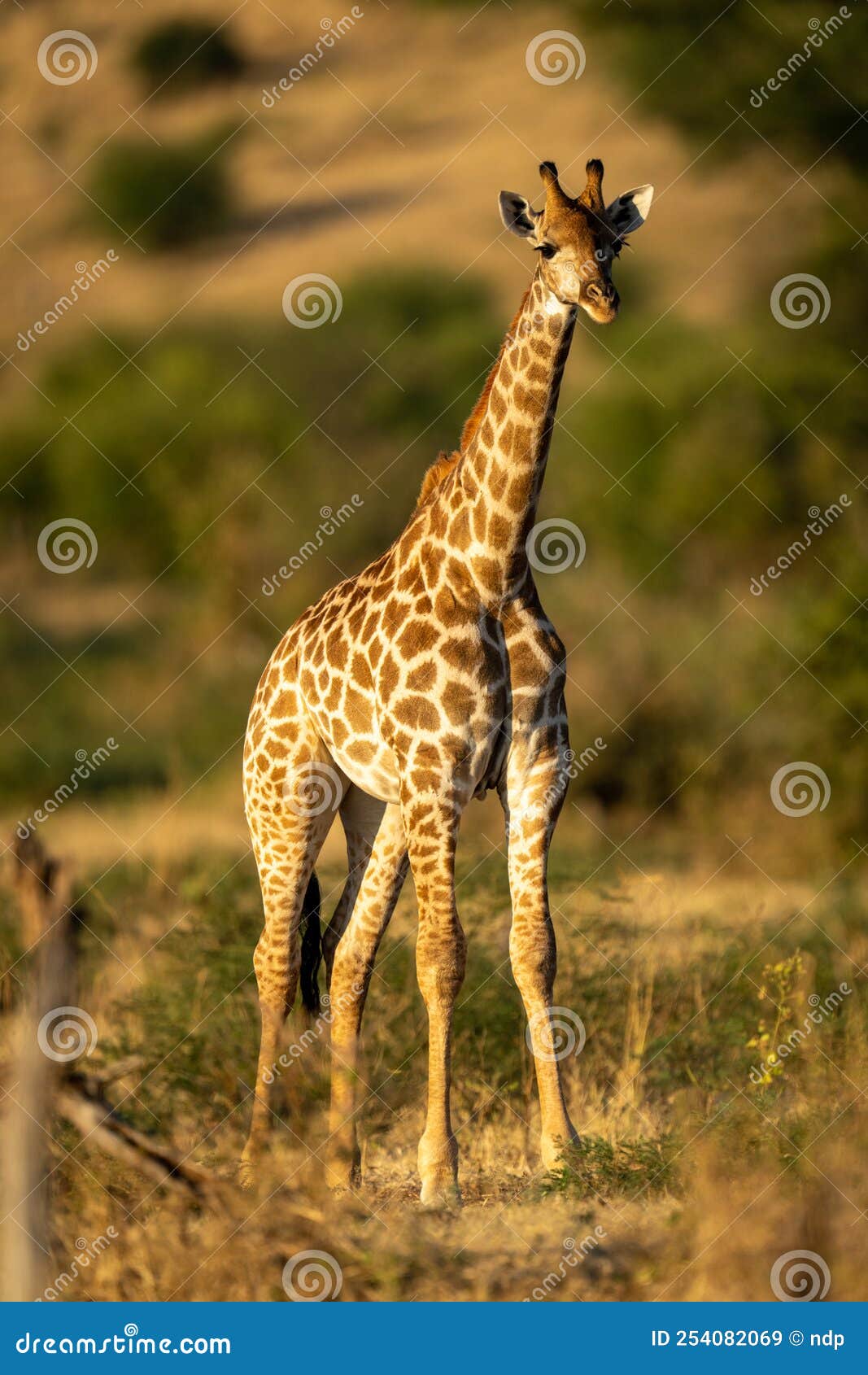 Southern Giraffe Stands Near Hillside Watching Camera Stock Image ...