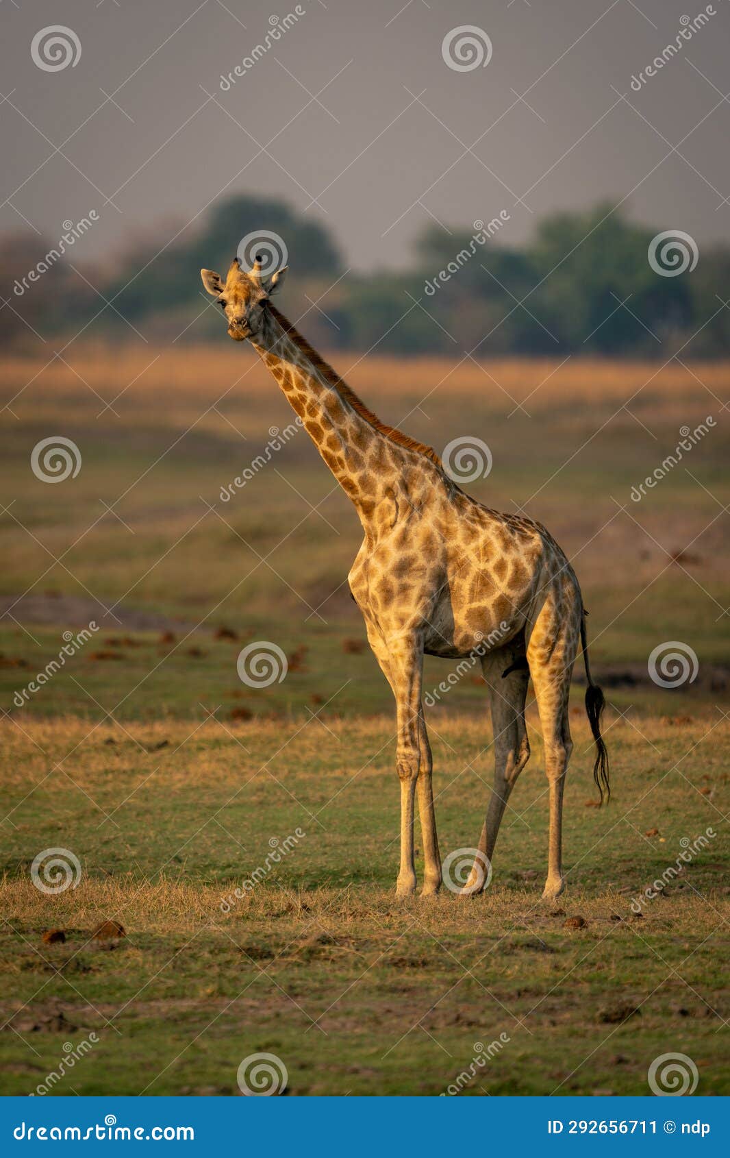Southern Giraffe Stands on Plain Watching Camera Stock Image - Image of ...