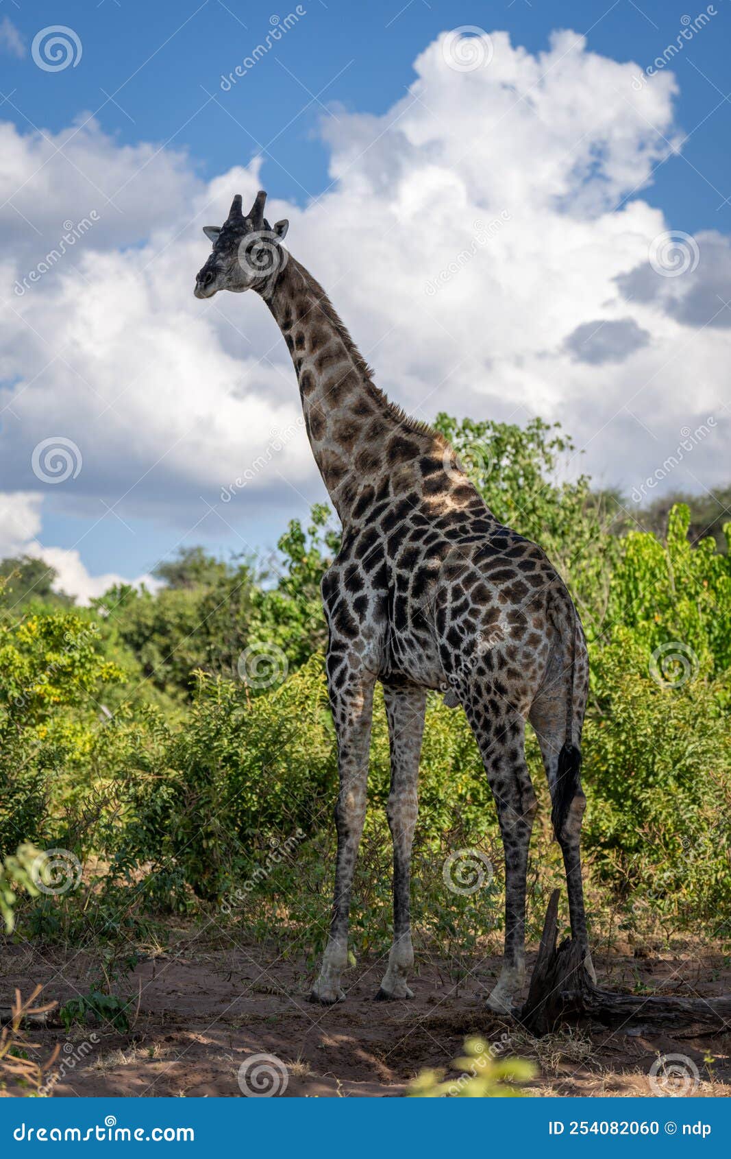 Southern Giraffe Stands in Shade Looking Round Stock Photo - Image of ...