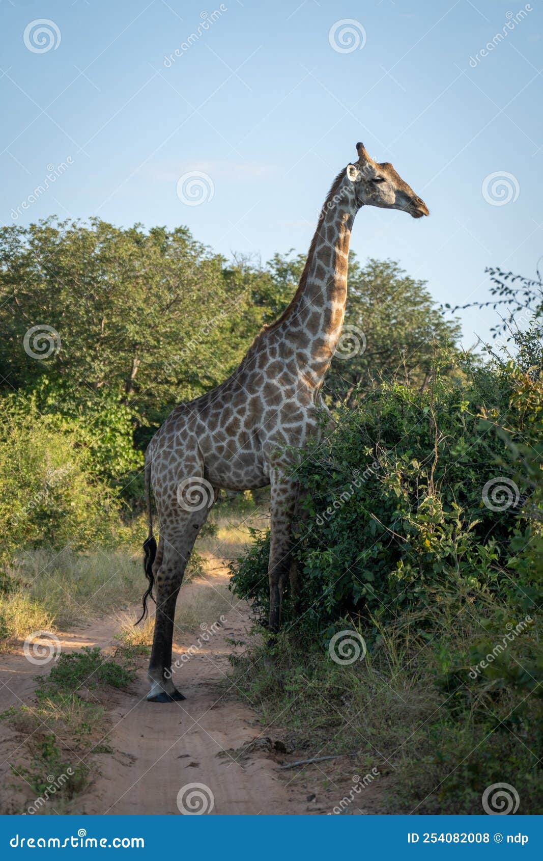 Southern Giraffe Stands on Track in Profile Stock Photo - Image of ...