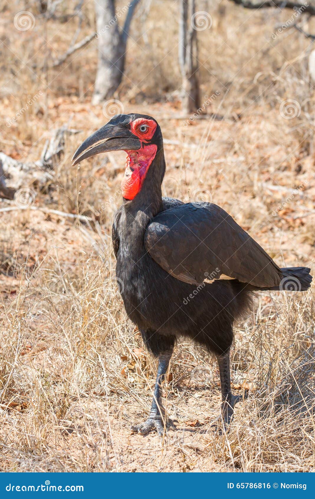 Southern Gound-hornbill Frontal Stock Photo - Image of side, heavy ...