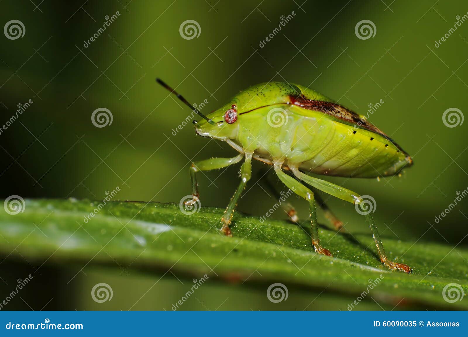 Southern Green Shieldbug, Green Stink Bug Nezara Viridula Stock Image ...