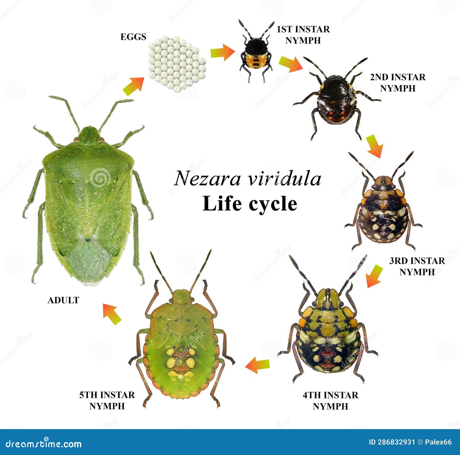 Southern Green Shieldbug, Nezara Viridula. Life Cycle Stock Image ... Southern Green Shieldbug, Nezara Viridula. Life Cycle Stock Image ...